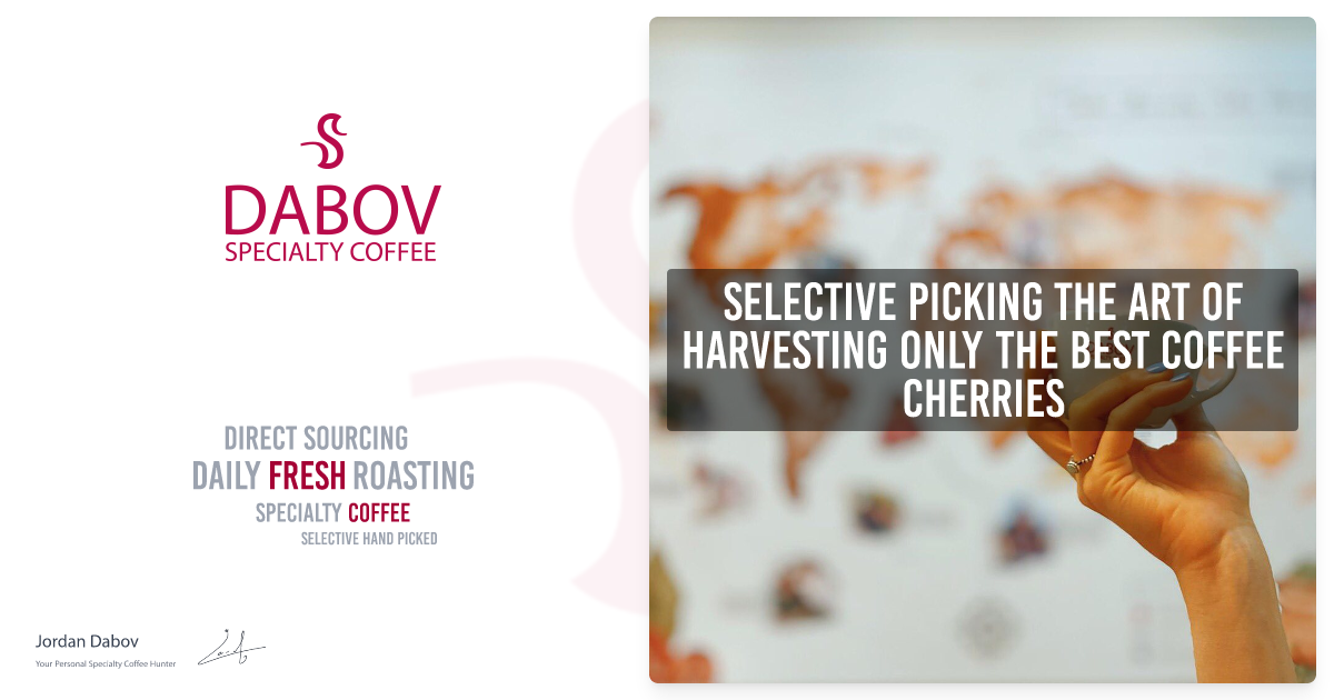 Selective Picking: The Key to Quality Coffee Cherries